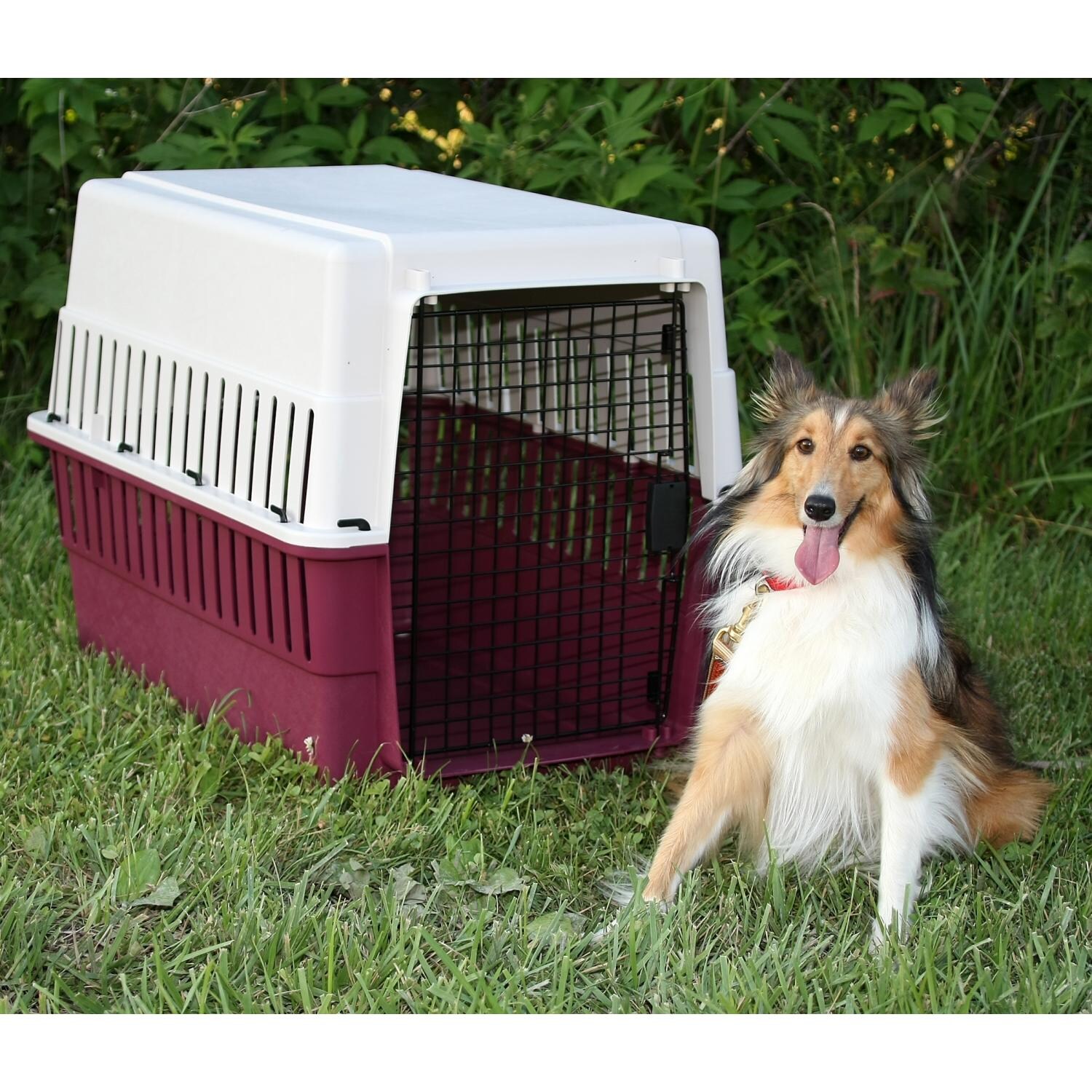 Grain Valley Protective Pet Carrier/Kennel - Intermediate : BBQGuys